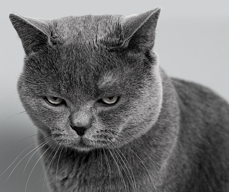 Envy, Envy, Everywhere – Unfinished Conversations